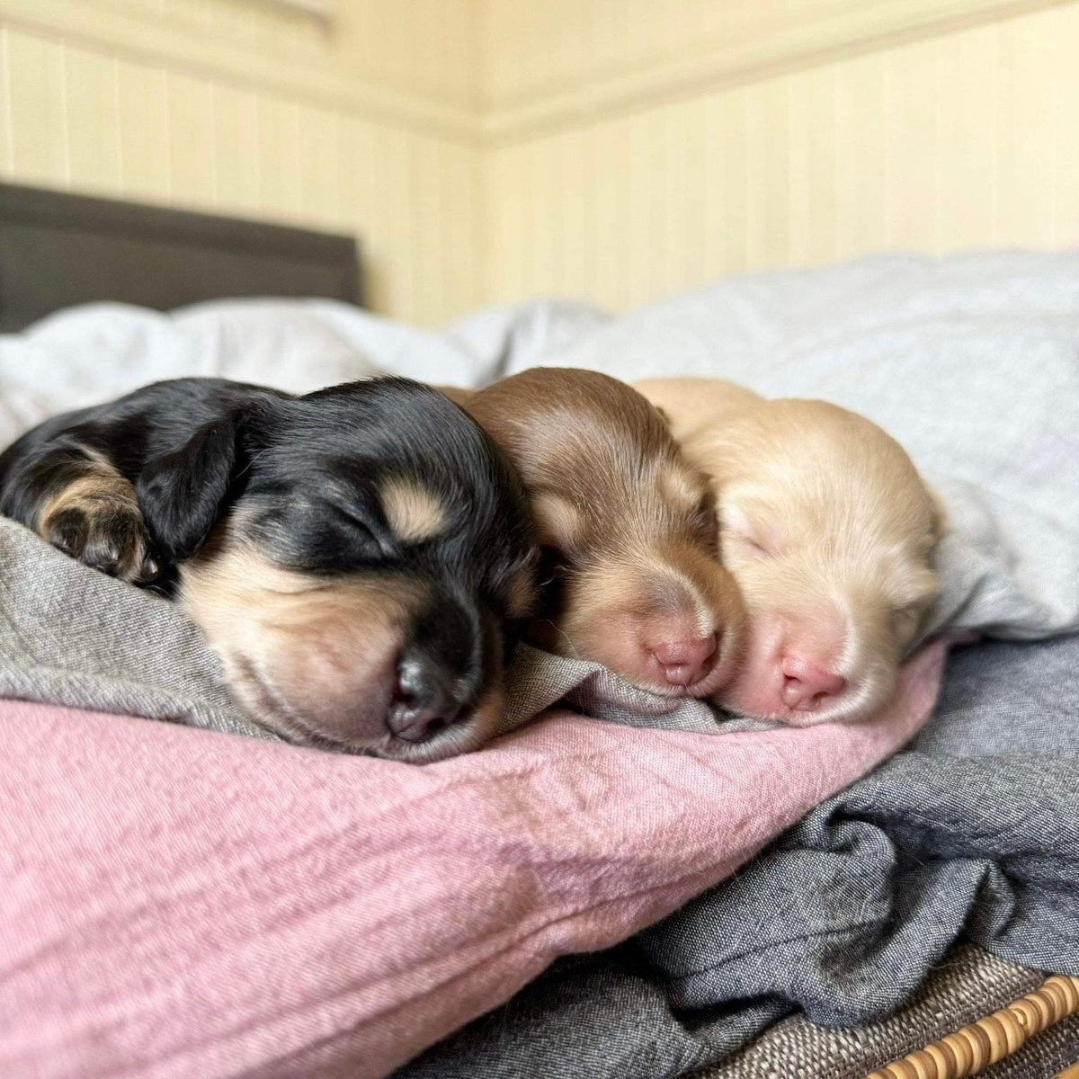 Dapple & Co - Friends of Doggie Doonie – The Doggie Doonie