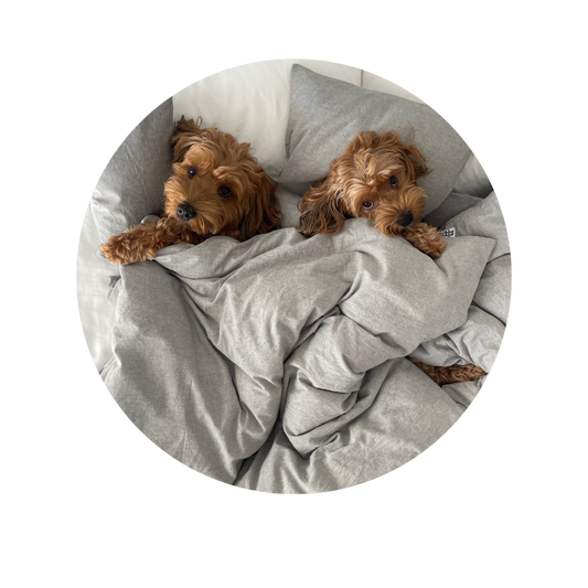 Doggie Doonie – The Doggie Doonie